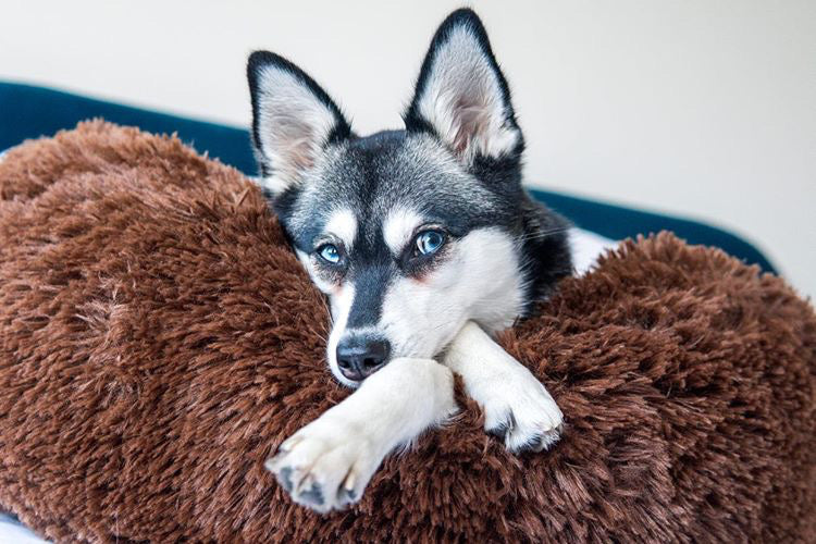 MONTEES Fluffy Round Donut Dog Bed | Hunkin Hounds